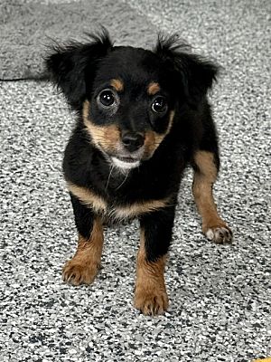 Frederick, MD - Mixed Breed (Small). Meet Meeny - The Tag Babies a Pet ...