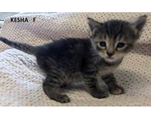 Frisco, CO - Domestic Shorthair. Meet KESHA a Pet for Adoption ...