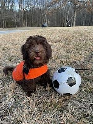Woodsfield, OH - Newfoundland/Poodle (Miniature). Meet Mini Newfie poo ...