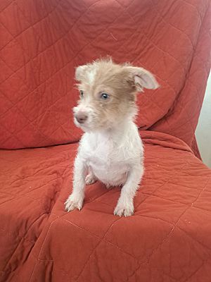 Torrance, CA - Maltipoo/Yorkie Poo. Meet Baby Blue a Pet for Adoption ...