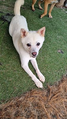 Atlanta, GA - Shiba Inu/Jindo. Meet Dorang a Pet for Adoption ...