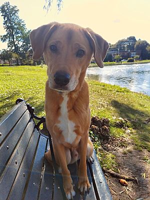 Newburgh, NY - Rhodesian Ridgeback/Labrador Retriever. Meet Porter a ...