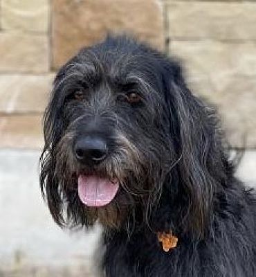 Pittsburgh, PA - Labradoodle/Wirehaired Pointing Griffon. Meet ...