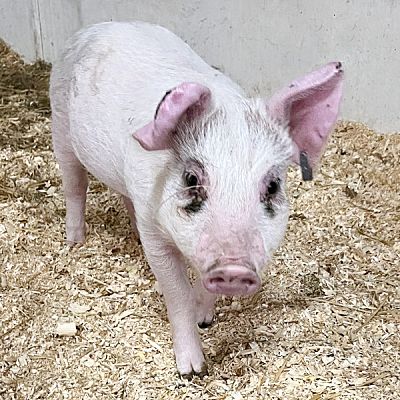 Des Moines, IA - Pig (Farm). Meet Hen-Wen a Pet for Adoption ...