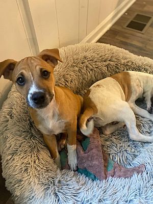 Niagara Falls, ON - Boxer. Meet Comet a Pet for Adoption - AdoptaPet.com