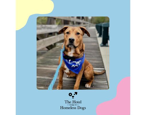 Cumberland, RI - Jack Russell Terrier/Mixed Breed (Medium). Meet Peanut ...