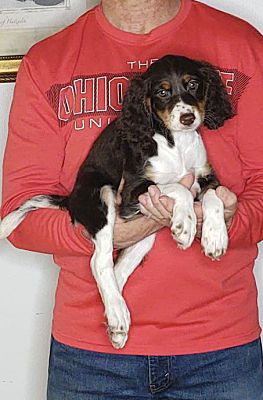 South Euclid, OH - English Springer Spaniel. Meet Willow a Pet for ...