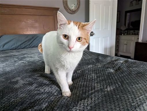 Georgetown, KY - Domestic Shorthair. Meet Tigger Milne a Pet for ...