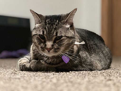 St Paul Park, MN - Domestic Mediumhair. Meet RORI a Pet for Adoption ...