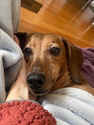 Brookfield, CT - Dachshund. Meet Daisy11 (bonded with Penelope2) a Pet ...