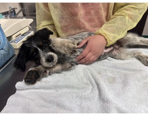 Springfield, MO - Australian Cattle Dog/Mixed Breed (Medium). Meet ...