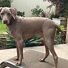 Weimaraner Puppies - Weimaraner Rescue and Adoption Near You