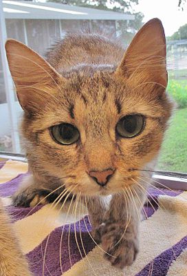 Georgetown, TX - Domestic Shorthair. Meet Trixie a Pet for Adoption ...