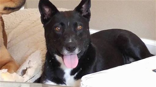 Eureka, MO - Australian Cattle Dog/Shepherd (Unknown Type). Meet Kalea ...