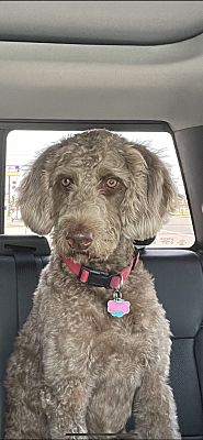 Conroe, TX - Labradoodle. Meet Sage a Pet for Adoption - AdoptaPet.com