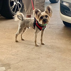 Chandler, AZ - Yorkie, Yorkshire Terrier. Meet Harley a Pet for ...