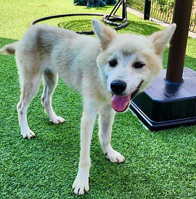 Los Angeles, CA - Jindo/Spitz (Unknown Type, Medium). Meet Mahalo IN LA ...