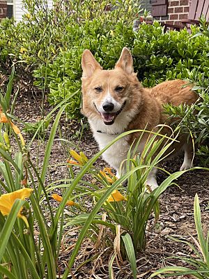 Atlanta, GA - Corgi. Meet Boba a Pet for Adoption - AdoptaPet.com