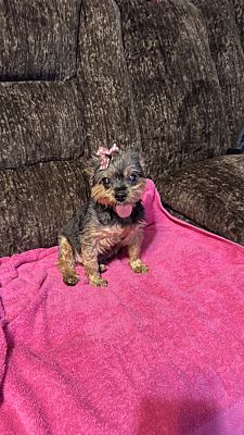 Yonkers, NY - Yorkie, Yorkshire Terrier. Meet Molly Moon a Pet for ...