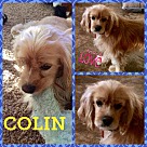 Cocker Spaniel Puppies - Rescue and Adoption Near You