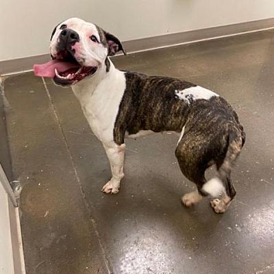 Tulsa, OK - American Bulldog. Meet Honey a Pet for Adoption - AdoptaPet.com