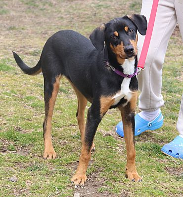 Harrison, NY - Hound (Unknown Type)/Manchester Terrier. Meet Alice a ...