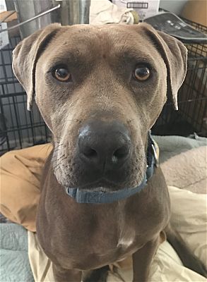 Decatur, GA - American Bulldog/American Staffordshire Terrier. Meet ...