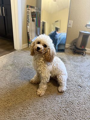 Jacksonville, FL - Cavapoo. Meet Lucy a Pet for Adoption - AdoptaPet.com