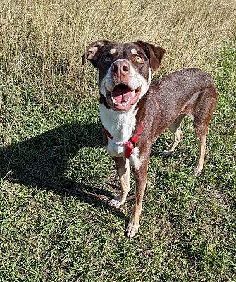 Sheridan, WY - Border Collie/Mixed Breed (Medium). Meet Cinnamon a Pet ...