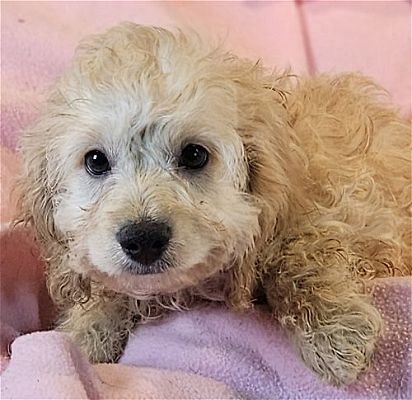 Pueblo, CO - Cockapoo. Meet Danielle a Pet for Adoption - AdoptaPet.com