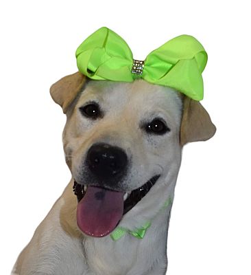 Springfield, OH - Labrador Retriever/Shepherd (Unknown Type). Meet ...