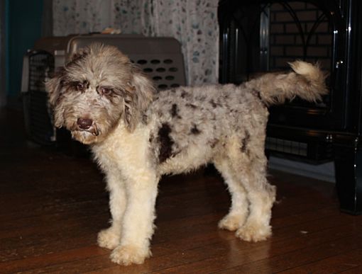New Middletown, OH - Labradoodle. Meet Oreo a Pet for Adoption ...