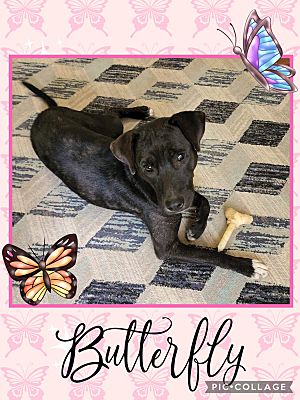 Niagara Falls, ON - Xoloitzcuintle/Mexican Hairless/Labrador Retriever ...