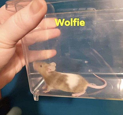 Sharon Center, OH - Mouse. Meet Wolfie a Pet for Adoption - AdoptaPet.com