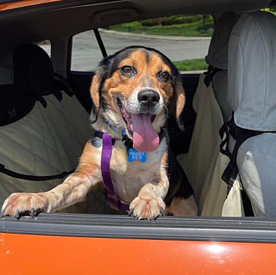 Waldorf, MD - Beagle. Meet Merle Milton a Pet for Adoption - AdoptaPet.com
