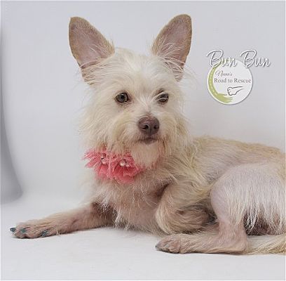 Benton, LA - Yorkie, Yorkshire Terrier/Terrier (Unknown Type, Medium ...