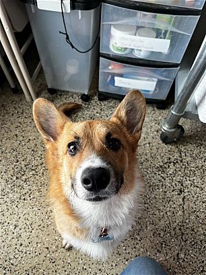 St. George, UT - Corgi. Meet Toto a Pet for Adoption - AdoptaPet.com