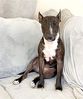 Temecula, CA - Bull Terrier. Meet Harley a Pet for Adoption - AdoptaPet.com
