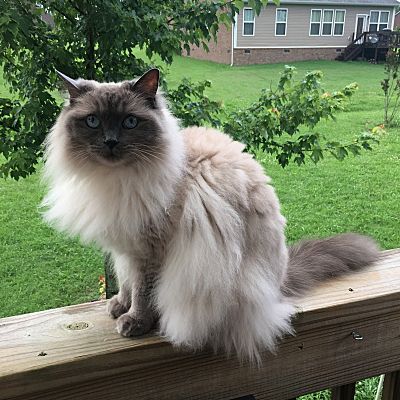 Lebanon, TN - Ragdoll. Meet Bella a Pet for Adoption - AdoptaPet.com