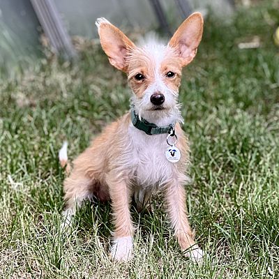 Mead, CO - Podengo Portugueso. Meet Strawberry a Pet for Adoption ...