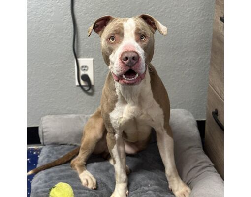 Standish, MI - American Pit Bull Terrier. Meet Dozer a Pet for Adoption ...