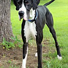 Great Dane Puppies - Great Dane Rescue and Adoption Near You