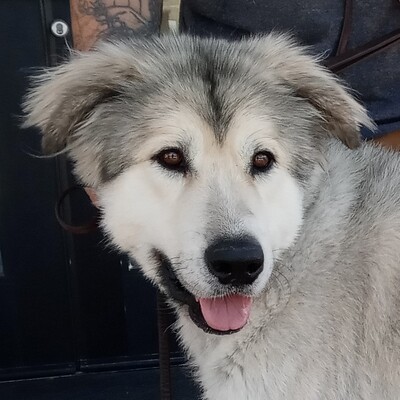 Payson, AZ - Great Pyrenees/Alaskan Malamute. Meet Fozzie Bear a Pet ...