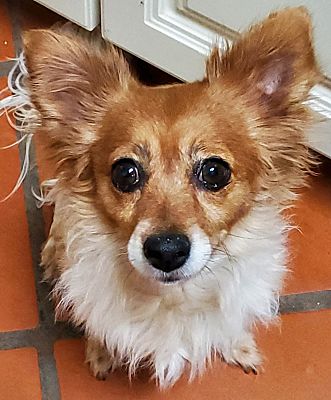 Tucson, AZ - Papillon/Corgi. Meet OPAL a Pet for Adoption - AdoptaPet.com