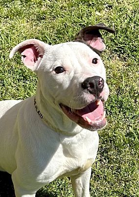 Birmingham, AL - Pit Bull Terrier. Meet Plaid a Pet for Adoption ...