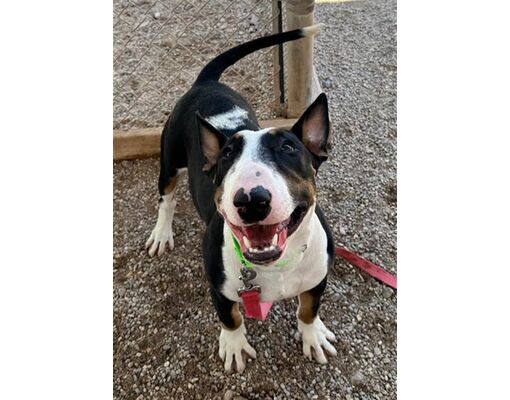 Tucson, AZ - Bull Terrier. Meet BOB* a Pet for Adoption - AdoptaPet.com