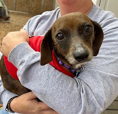 Hartford, CT - Dachshund. Meet Wednesday a Pet for Adoption - AdoptaPet.com
