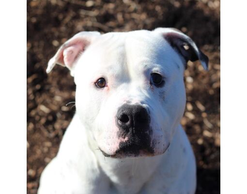Vineland, NJ - American Bulldog. Meet Roddy a Pet for Adoption ...
