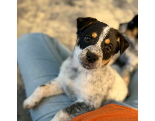 Beulaville, NC - Australian Cattle Dog. Meet Joy a Pet for Adoption ...