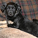 Corgi Puppies - Corgi Rescue and Adoption Near You